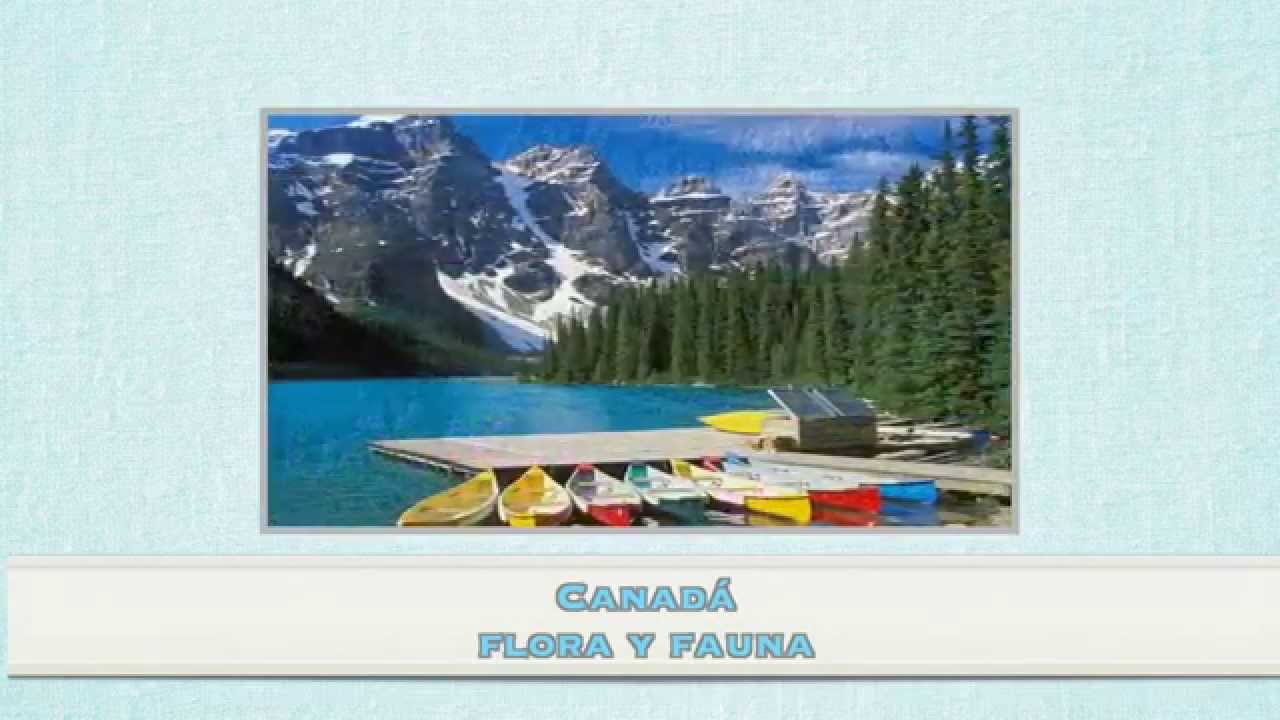 Aquí estamos viajando: Flora y fauna de Canadá - YouTube