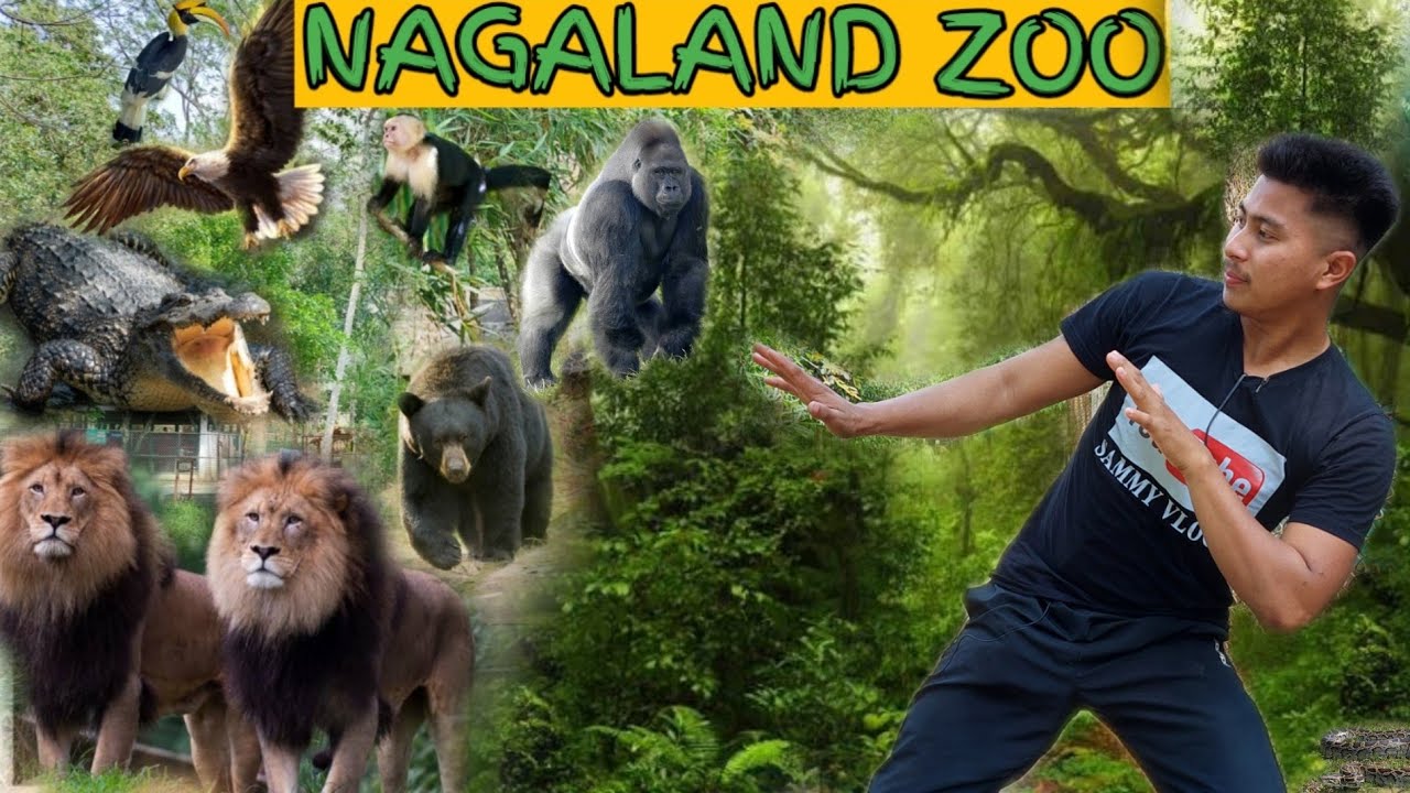 Visited Nagaland Zoological Park for twice 🥰 - YouTube