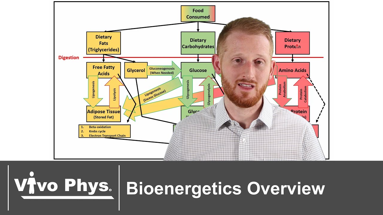 Bioenergetics Overview Summary - YouTube