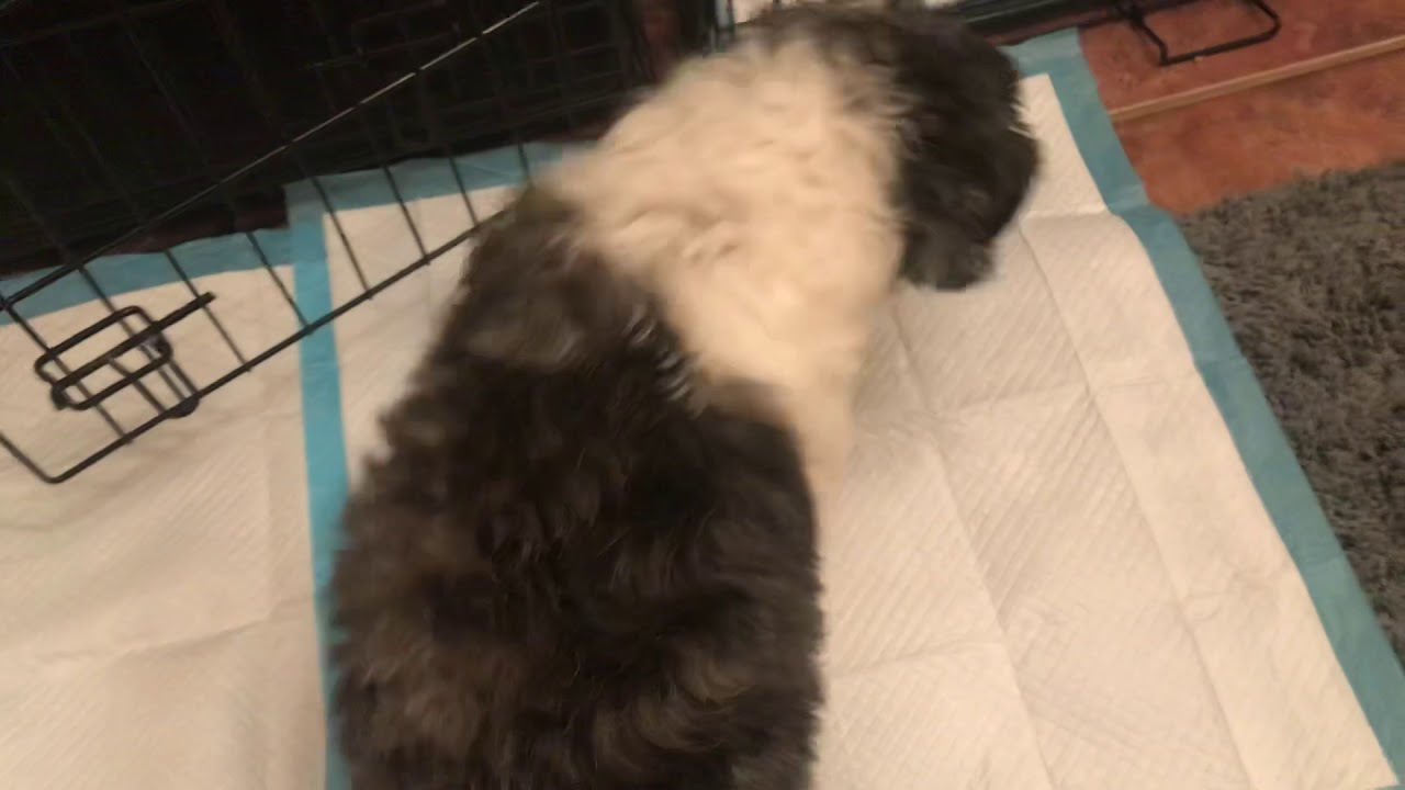 Remy Rudolph good morning! Tracysdogs - YouTube