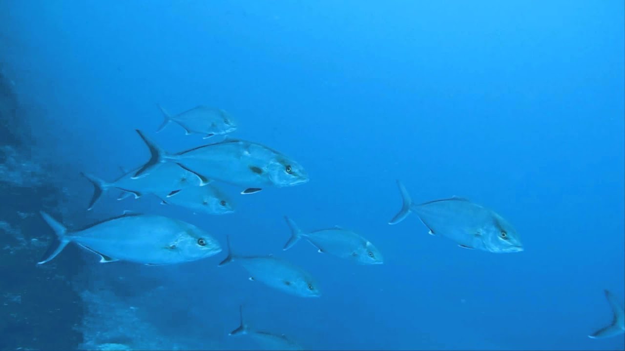 ricciole in branco studiano l'attacco - YouTube