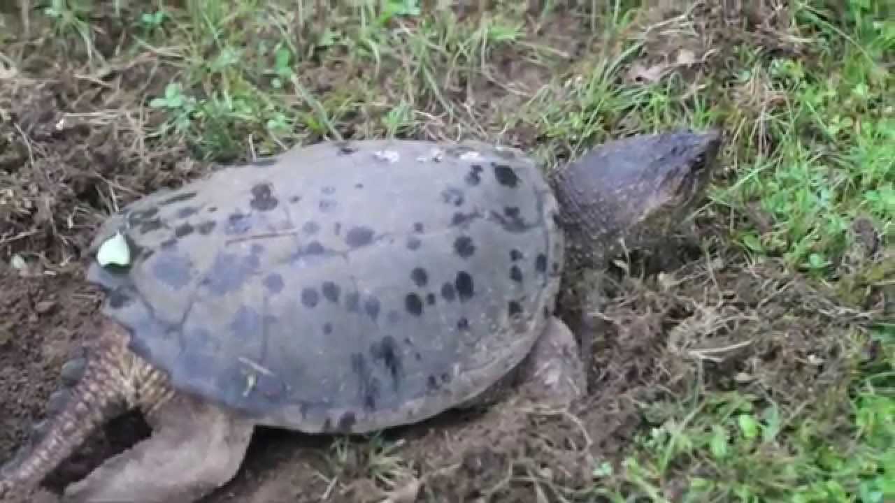Snapping Turtle Nesting - YouTube