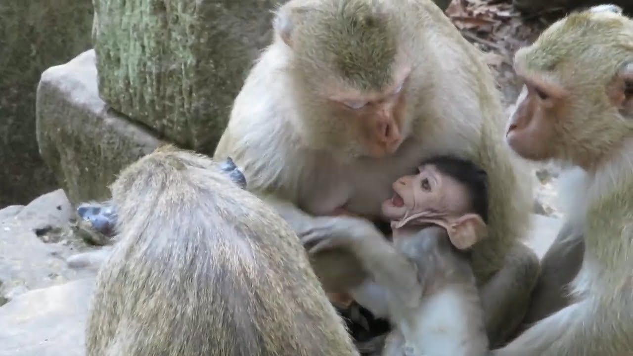 Poor And Pity Mother Monkey And Baby Monkey In Ember Troop, New ...
