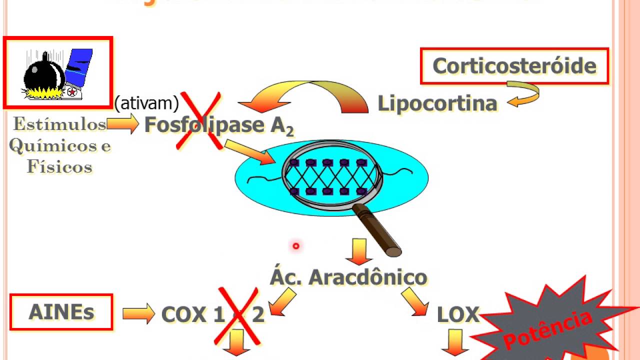 CORTICOIDES professor rodrigo ventura - YouTube