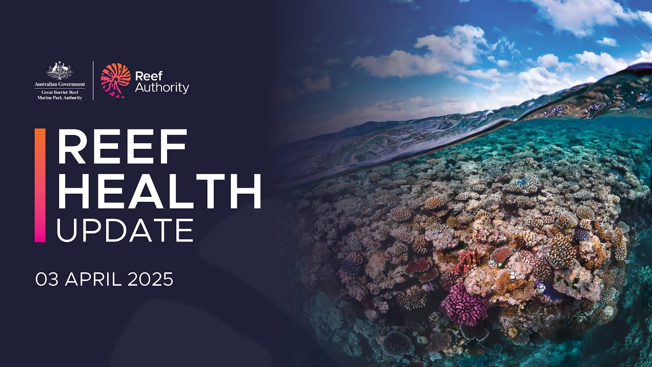 Reef Health update | 03 April 2025 | Great Barrier Reef - YouTube