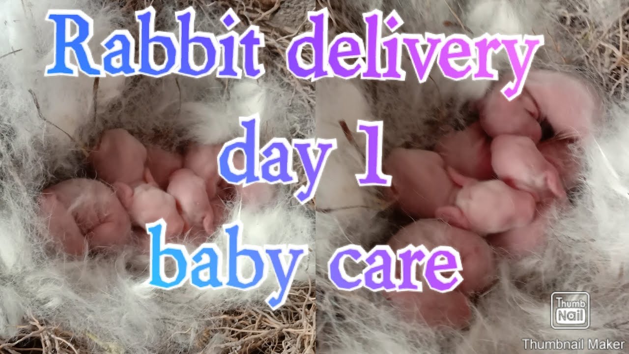 Rabbit delivery and baby care/ మన ఇంట్లో కుందేలు డెలివరీ అయ్యింది ...
