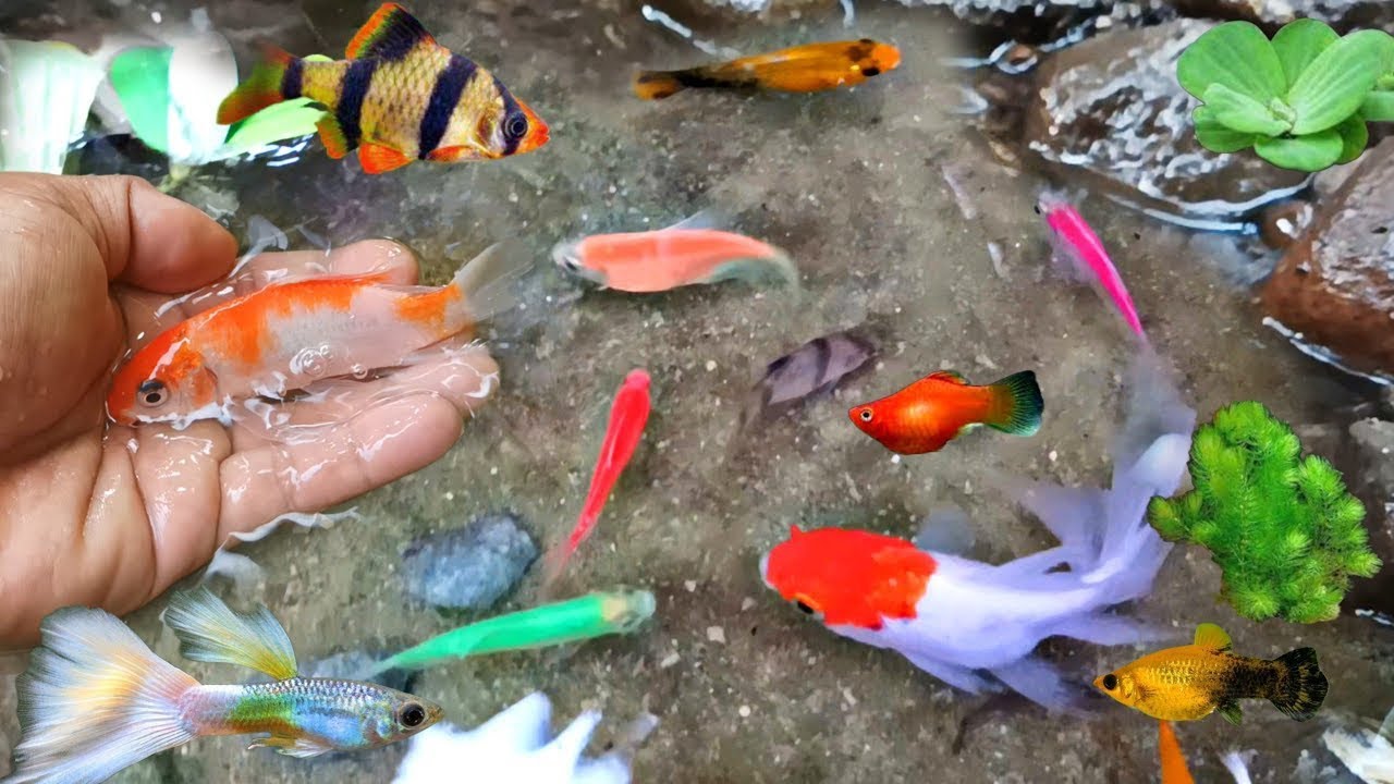 Cute Animals koi fish chef fish catfish betta fish lobster shrimp ...
