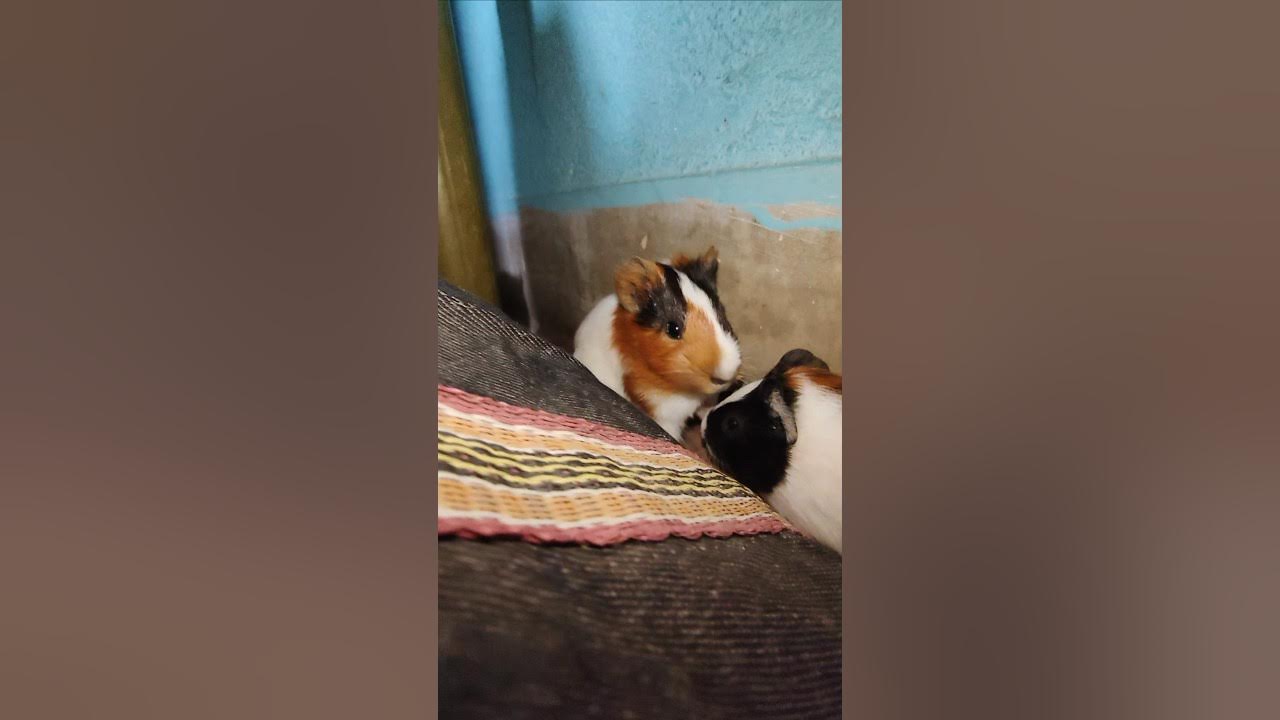 गिनी पिग का बच्चा बहुतआलसी है 😥😥&! #doglover #streetdog #funny #pets #cutedog #454 #rabbit - YouTube