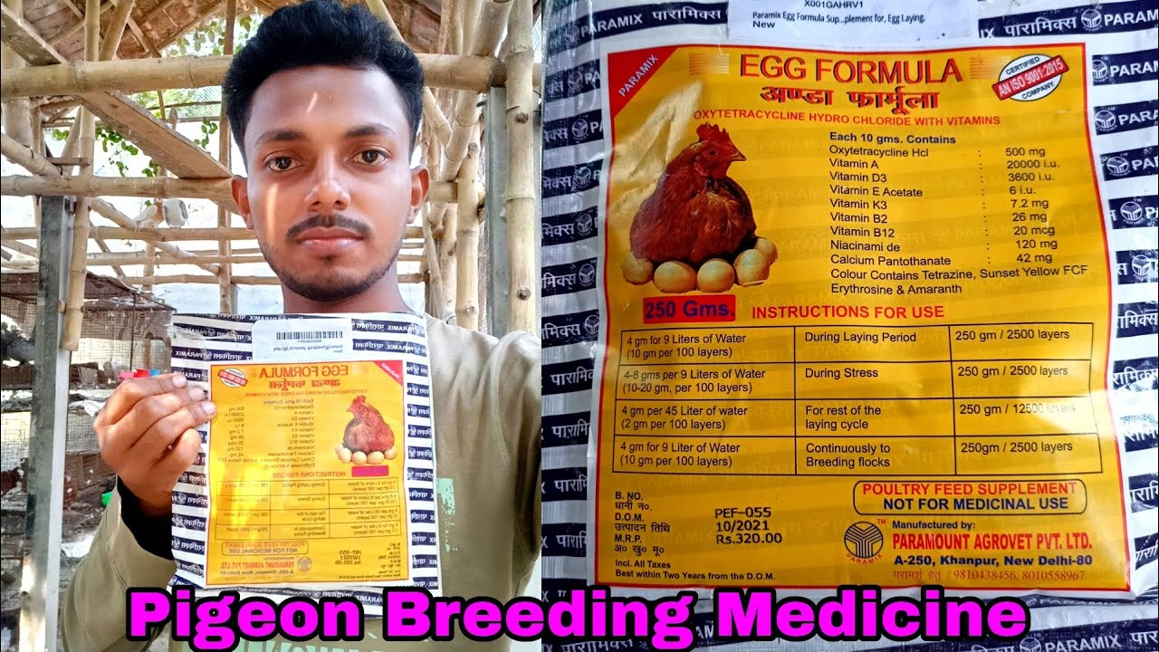 pigeon breeding tips and medicine / Egg formula for pigeon - YouTube