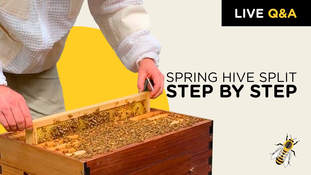 How Do I Split My Bee Hive In Spring Step By Step With Pete YouTube How Do I Split My Bee Hive In Spring Step By Step With Pete YouTube