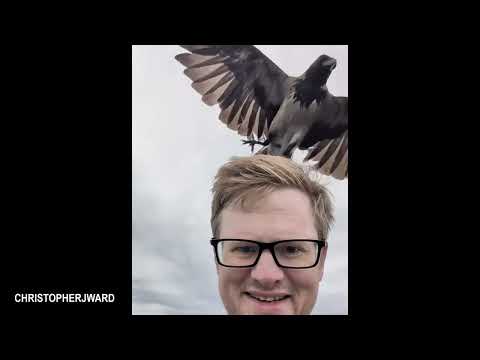 Smart CROWS Being Absolutely Hilarious! 🐦‍⬛🤣 Top Funny Crow Videos