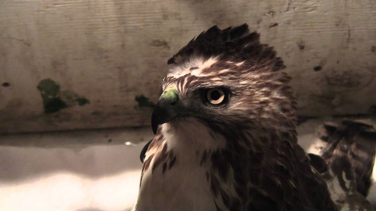 Red-tailed Hawk Broken Leg 07 - YouTube