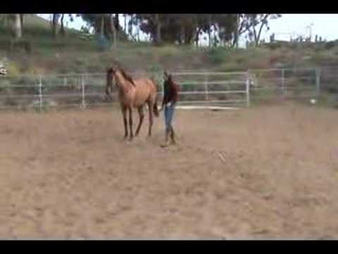 Advanced Parelli Groundwork at Liberty - YouTube