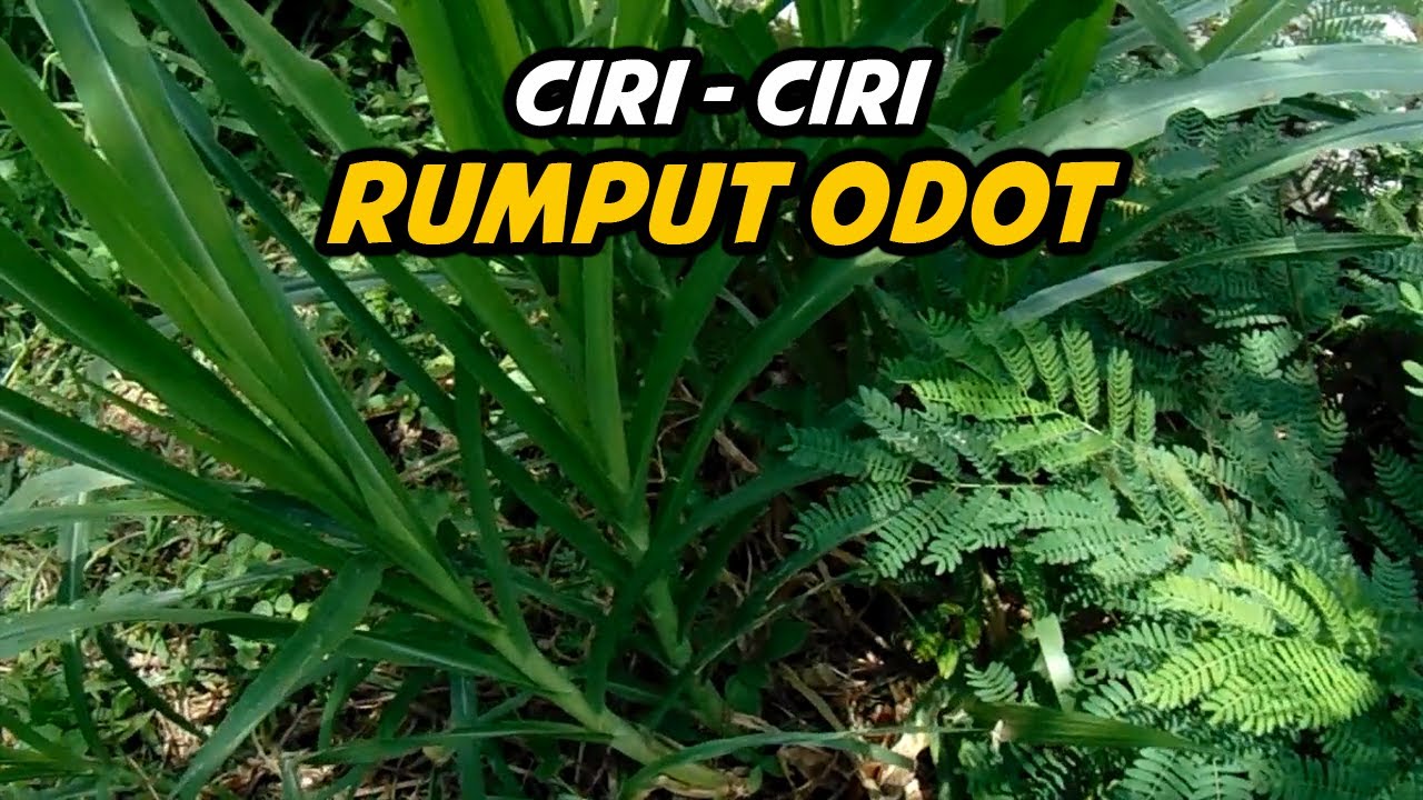 CIRI - CIRI RUMPUT ODOT | MUSE FARM - YouTube