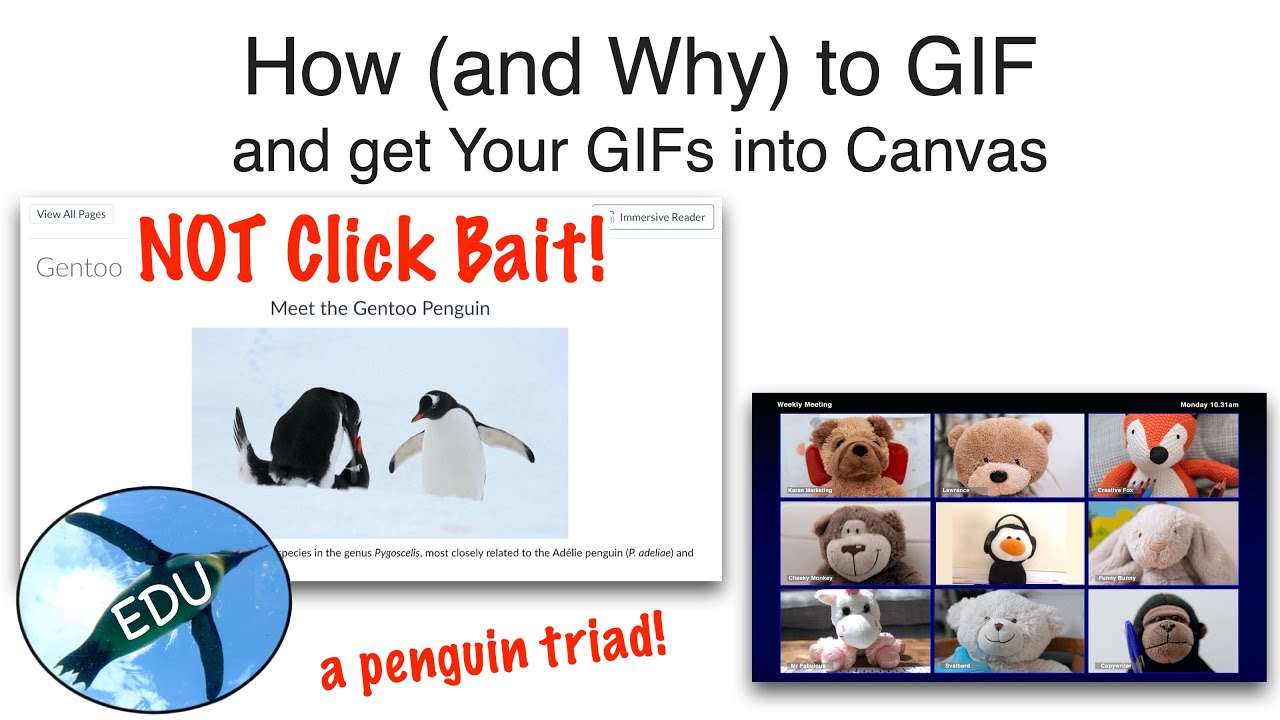 How and WHY To GIF and Get Your GIFs Into Canvas YouTube How and WHY To GIF and Get Your GIFs Into Canvas YouTube