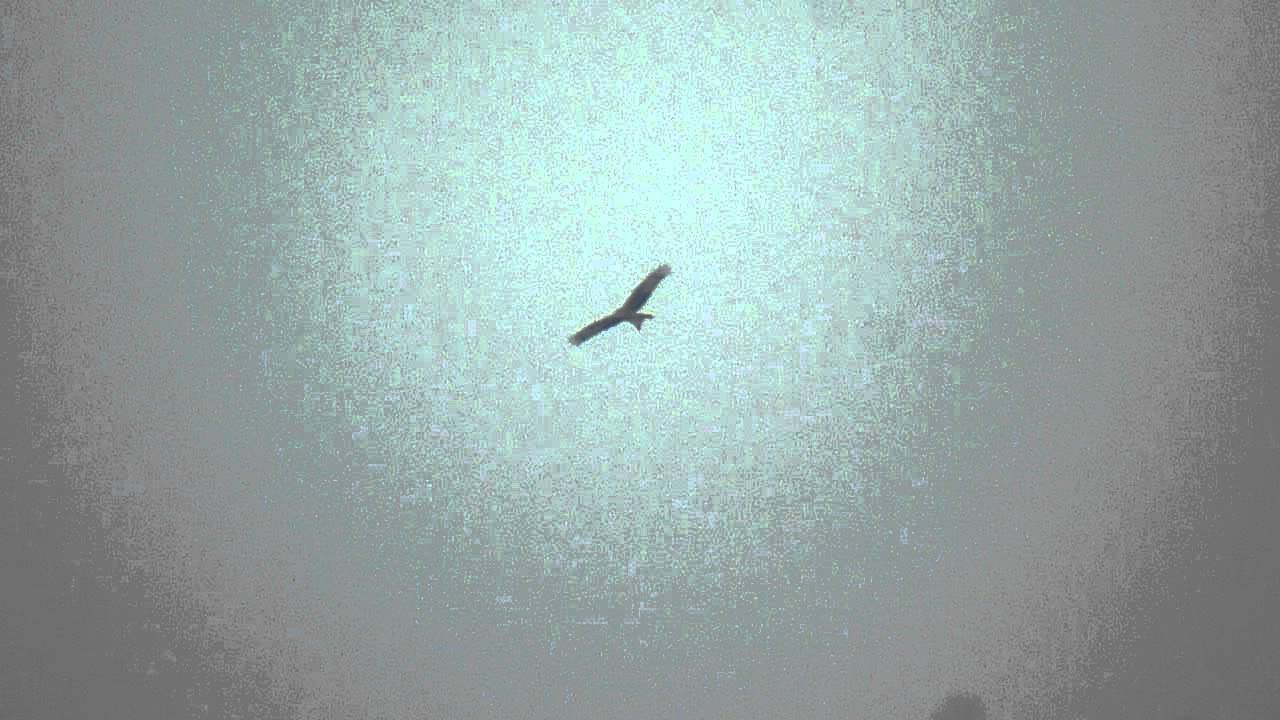 Kania ruda (Milvus milvus) - YouTube