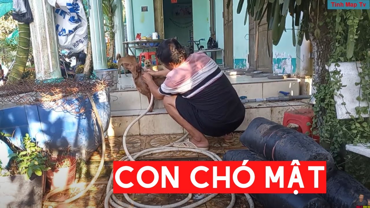 Con Chó Mẹ Mat Được Tắm Đầu Năm Mới | TMTV - YouTube