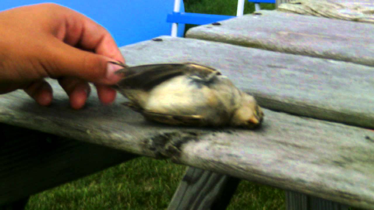 Sparrow hunting - YouTube