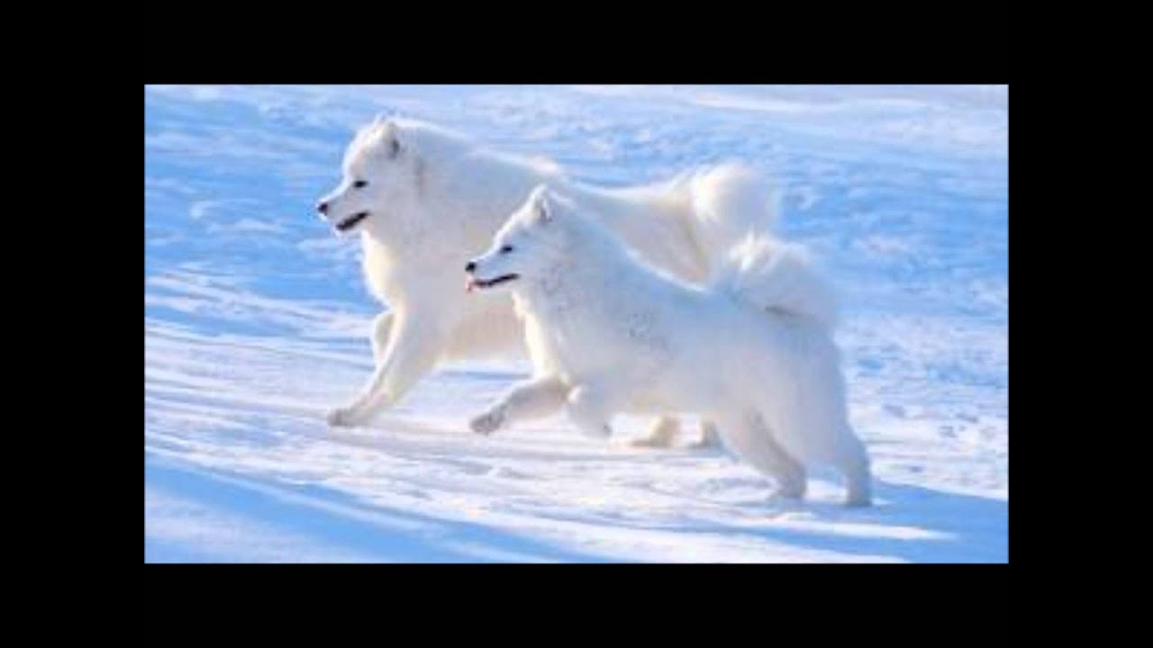 top 5 perros de nieve - YouTube