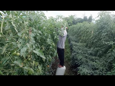 trik pemasangan tali tomat hampir 2 meter,santai aj🙄 - YouTube