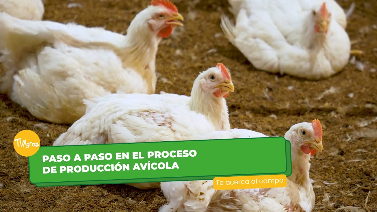 Paso a paso en el proceso de producción avícola - TvAgro por Juan ...