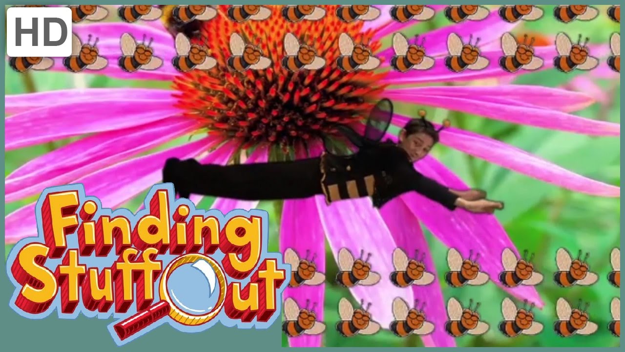 Finding Stuff Out - "Insects" Season 1, Episode 2 (FULL EPISODE) - YouTube