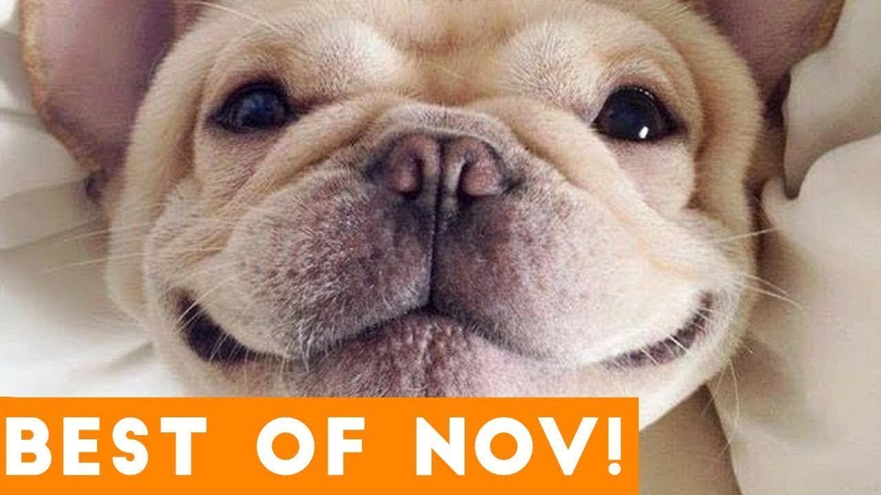 Pets TV Funniest Pet Reactions & Bloopers of November 2017 Funny Pet ...