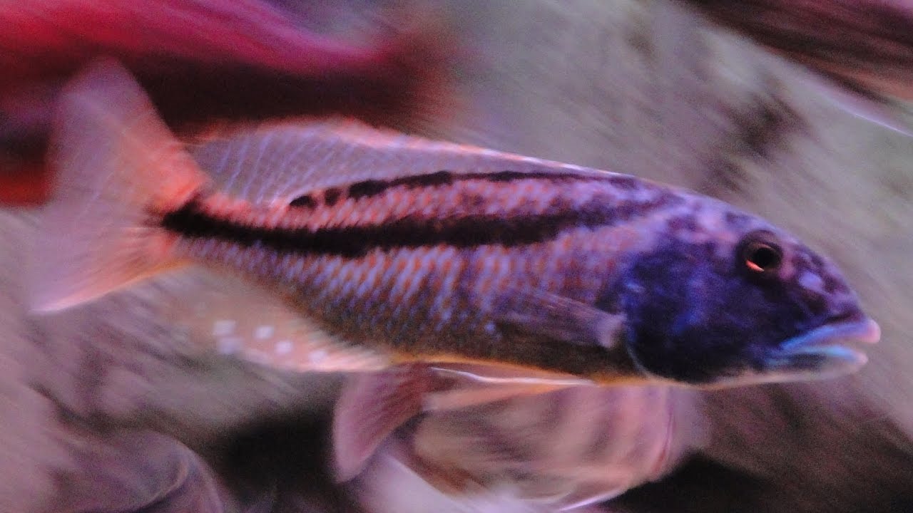 Aristochromis Christyi African Cichlid Malawi - YouTube