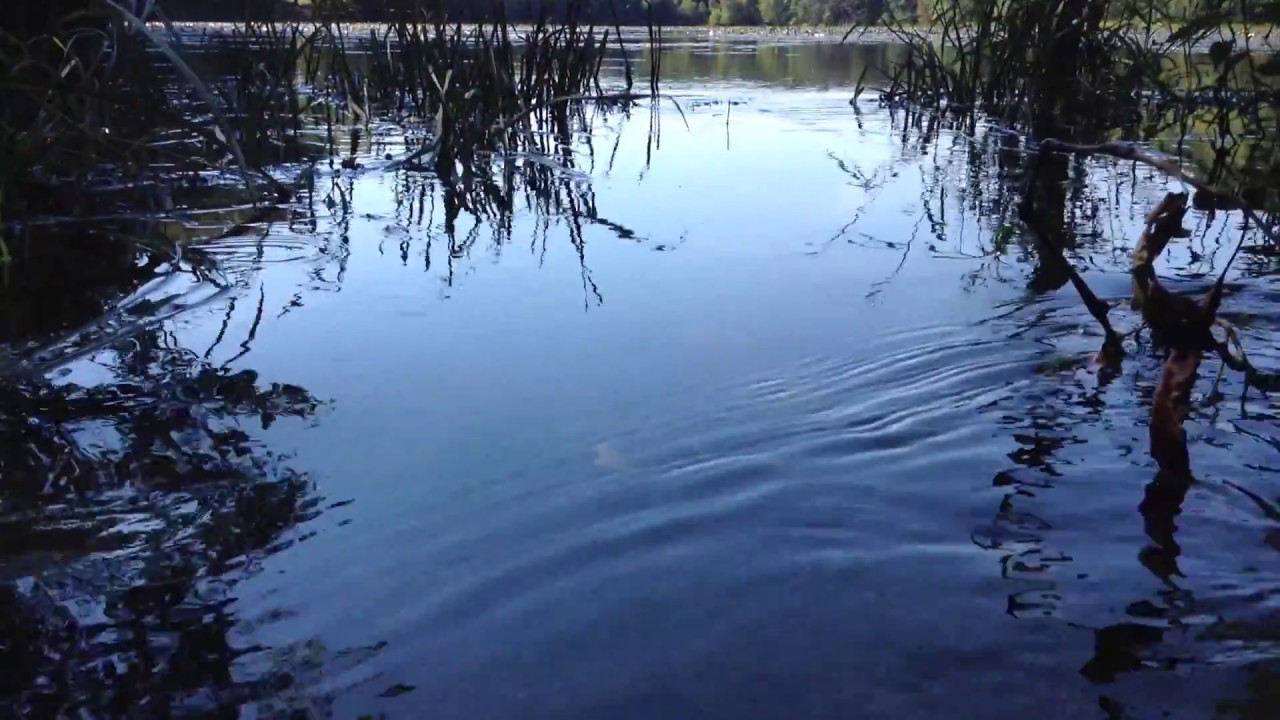 Lake Fed Stream 🌊 Quiet Moments - YouTube