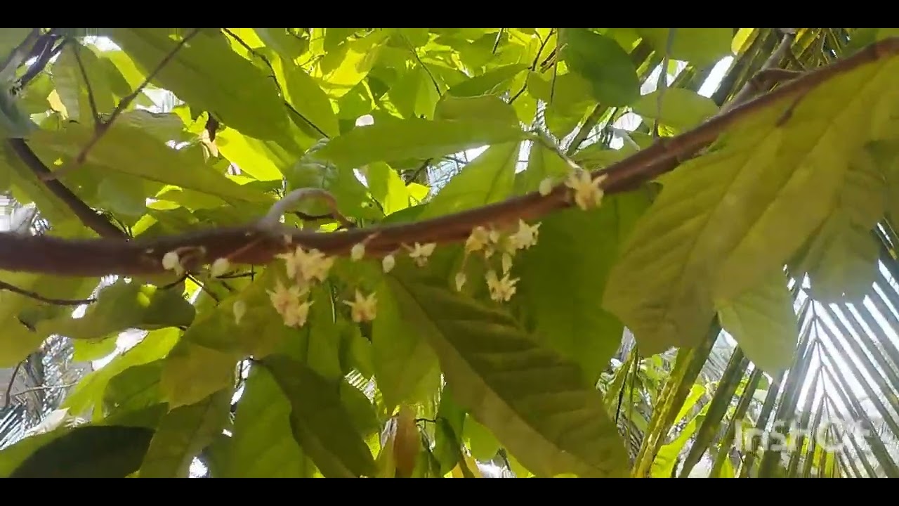 bunga pokok koko di kebun haji Halim. - YouTube