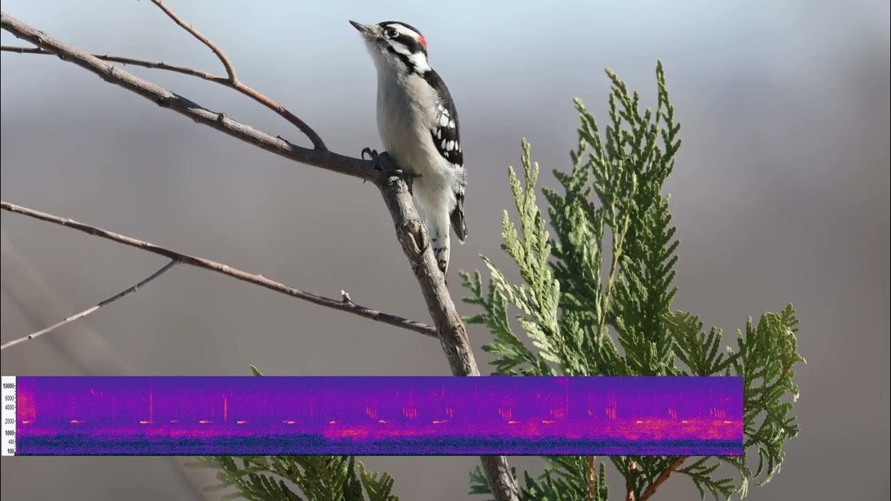 Birds with spectrogram - YouTube