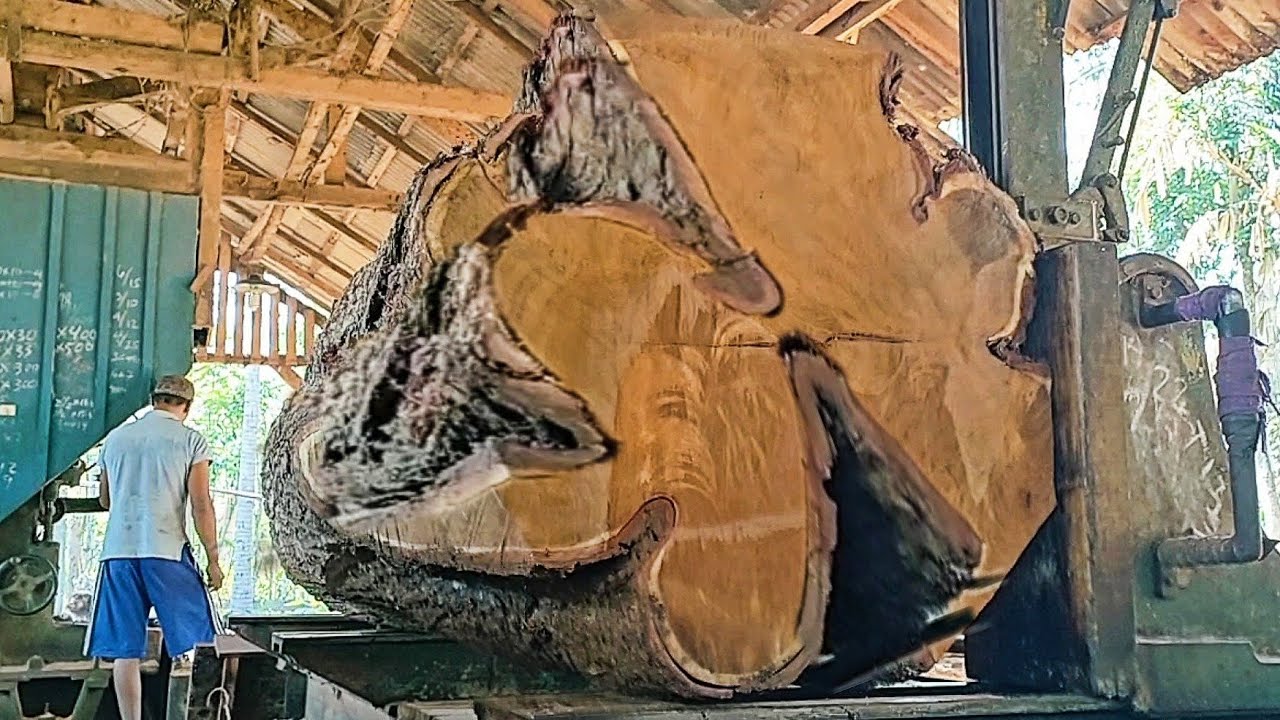 the amazing discovery of a giant acacia tree trunk full of dense and ...