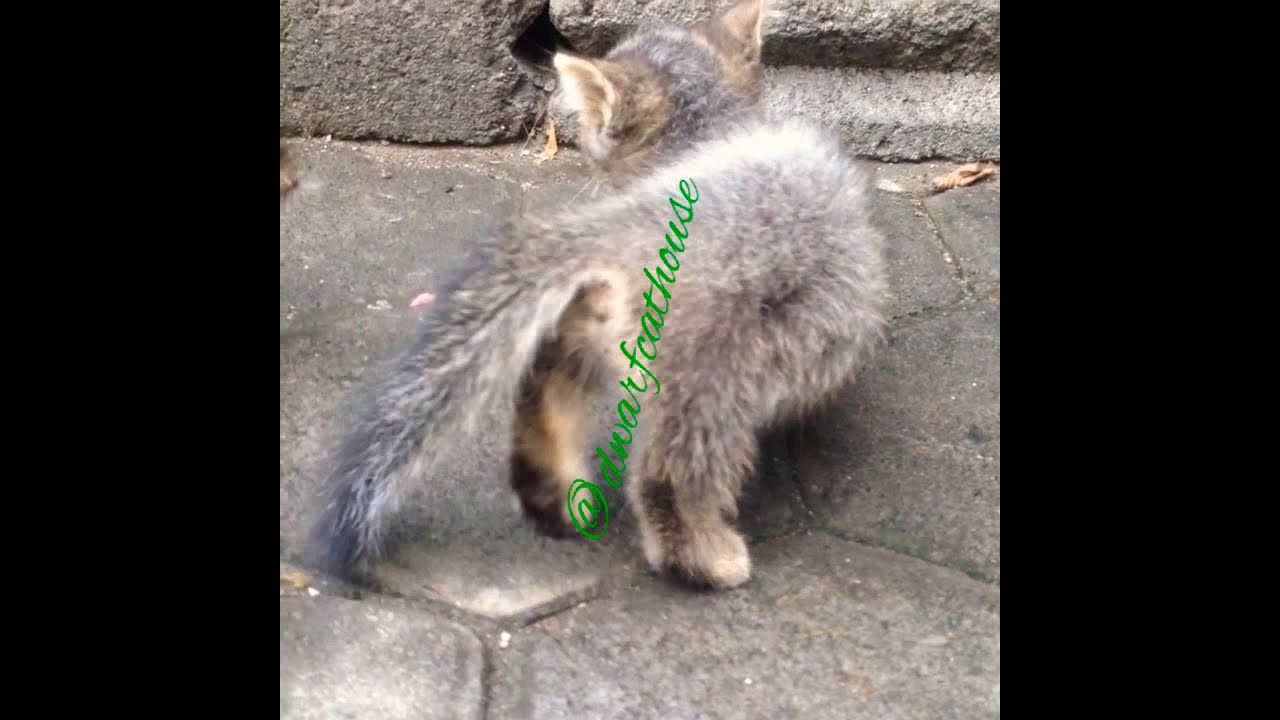 Kucing Cebol || Munchkins Cat #munchkincat - YouTube