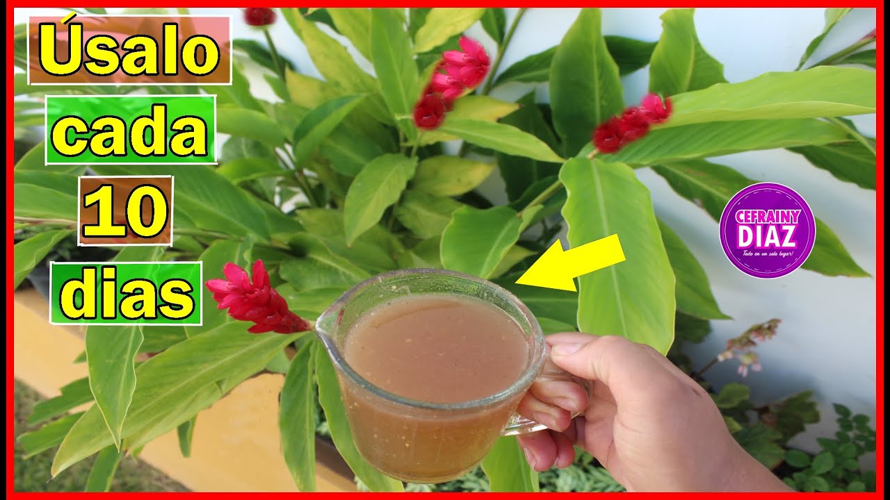 Agrega esto cada 10 días a tus PLANTAS débiles / fertilizantes y ...