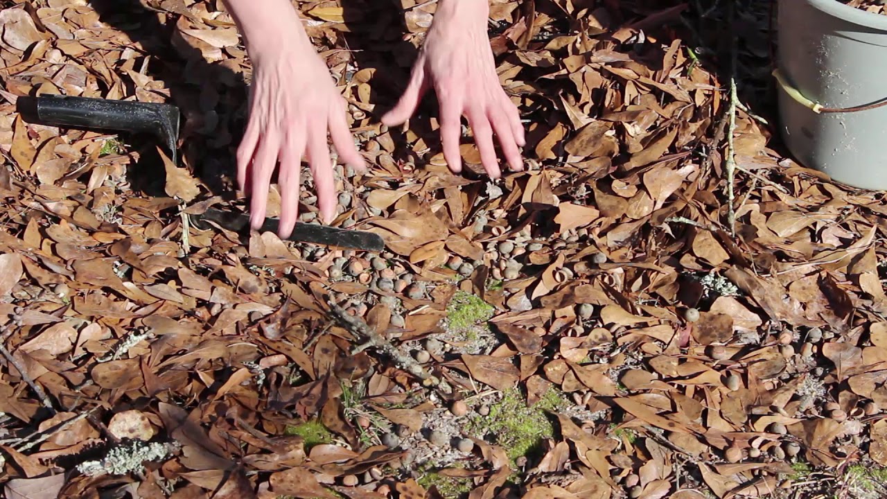 FREE~ Pig Food~~~Acorns - YouTube