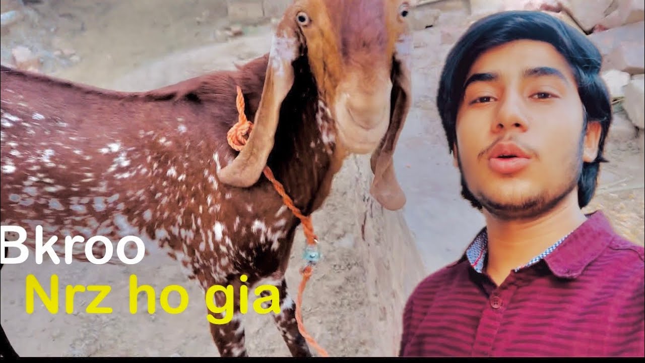 Bakroo nrz ho gia😢|mn aj eid ka shoes lna gia🥵|#bakramandivlog # ...