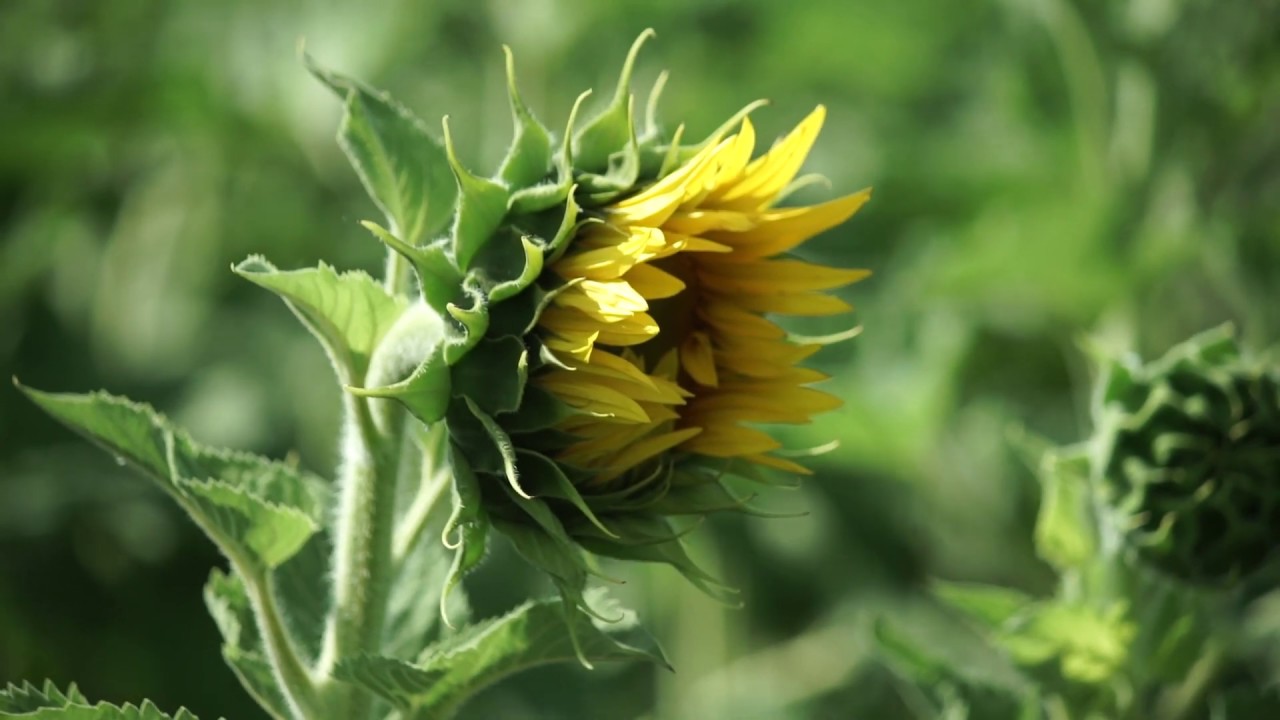 Global Harvest Foods: From Field to Bag - YouTube