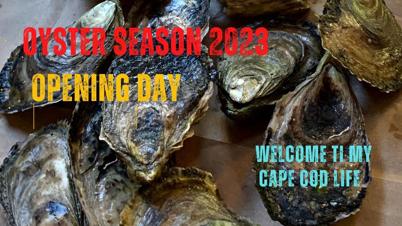 Opening Day of Oyster Season 2022-2023! Barnstable Cape Cod ...