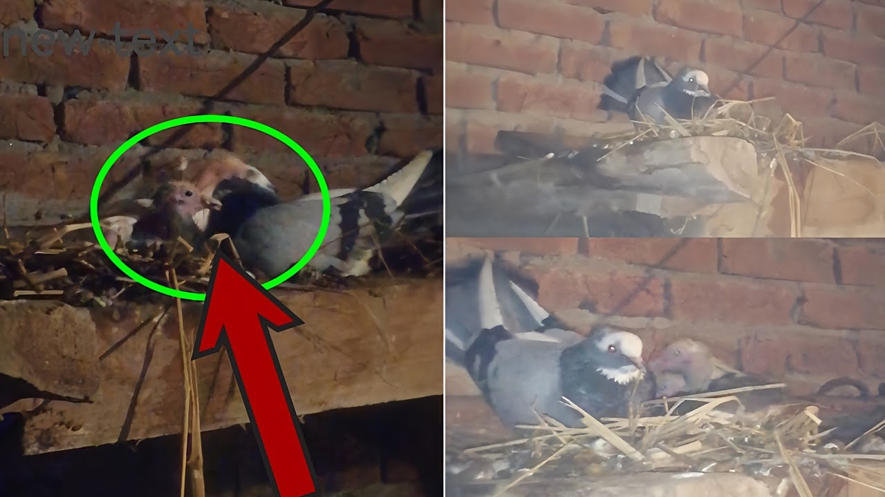 peagion hatching new baby chicks & baby chicks feeding - YouTube