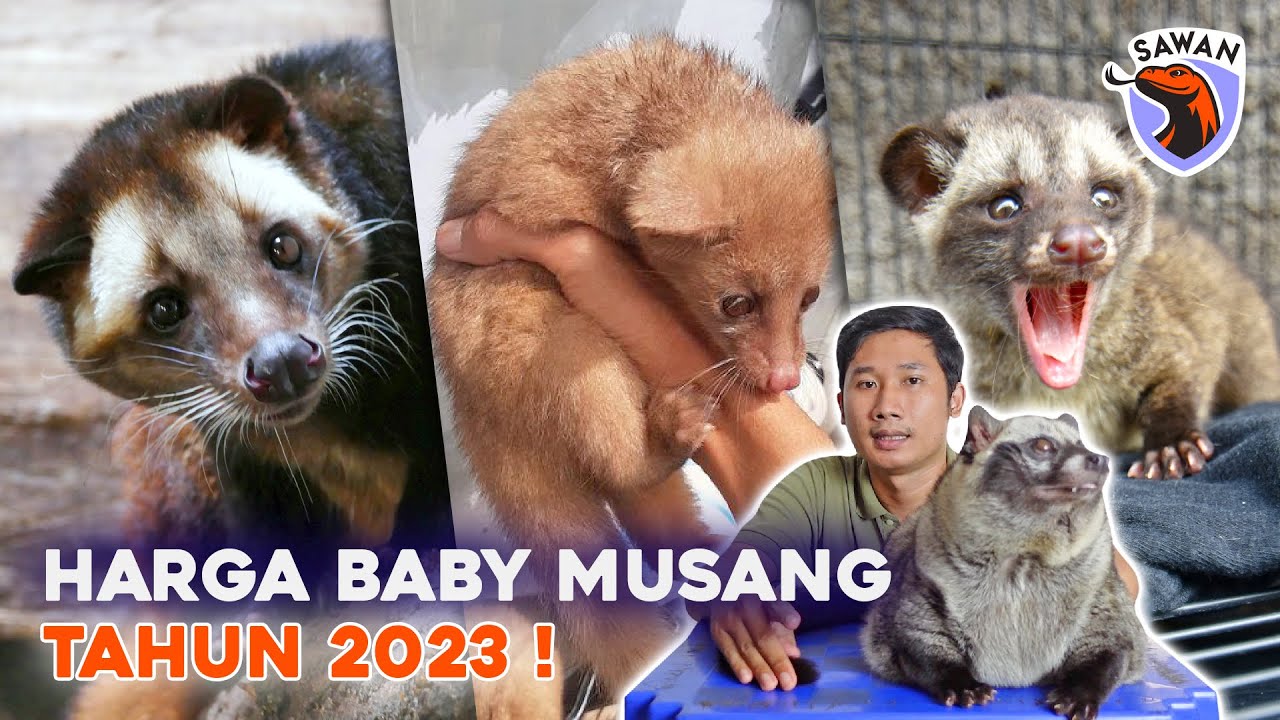 HARGA BEBERAPA JENIS BABY MUSANG ! #SAWAN - YouTube