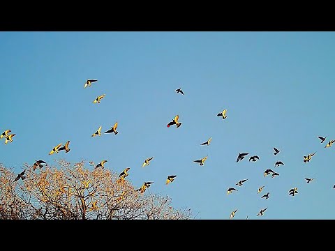 KARDA  TAHTALI AVI /PİGEON HUNT ( Sürü İçinde Çok Net Vuruşlar)