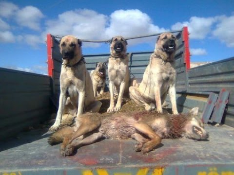 KANGAL KÖPEKLERİ HAKKINDA BİLGİLER