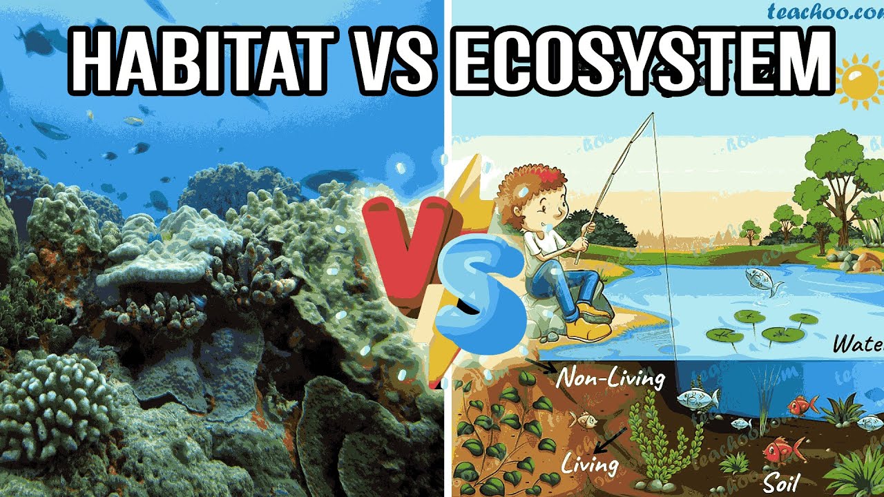 Sigma Education Video - Habitats within an Ecosystem (BIOLOGY EPIC ...