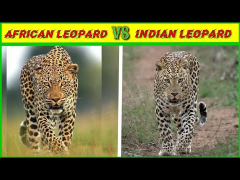 African Leopard vs Indian Leopard which is stronger?|African leopard vs indian leopard who will win.