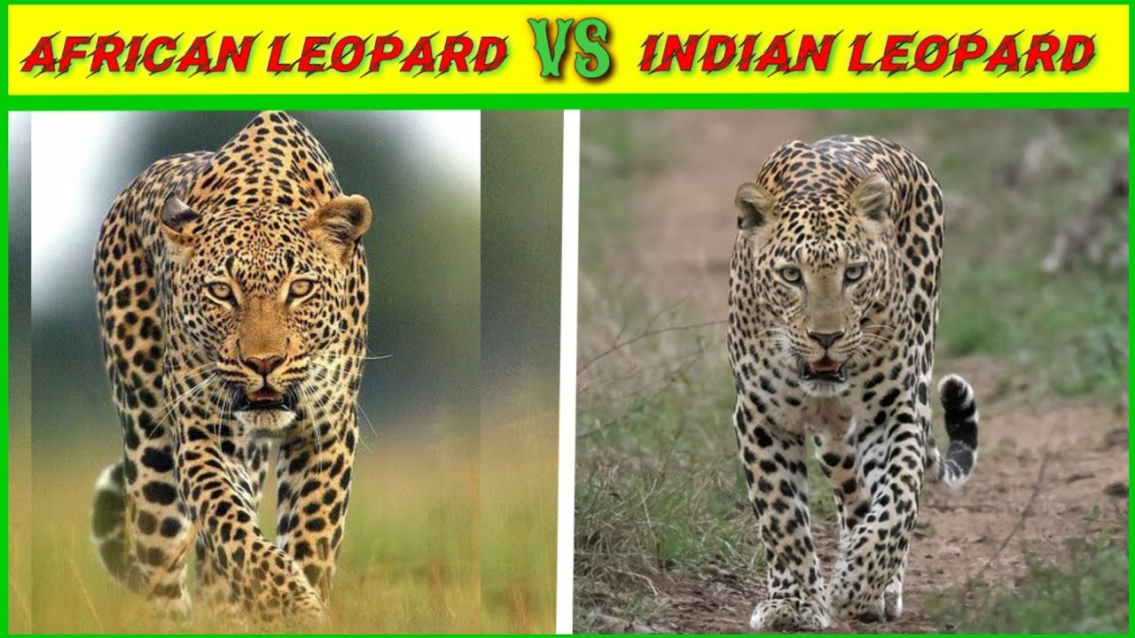 African Leopard vs Indian Leopard which is stronger?|African leopard vs ...