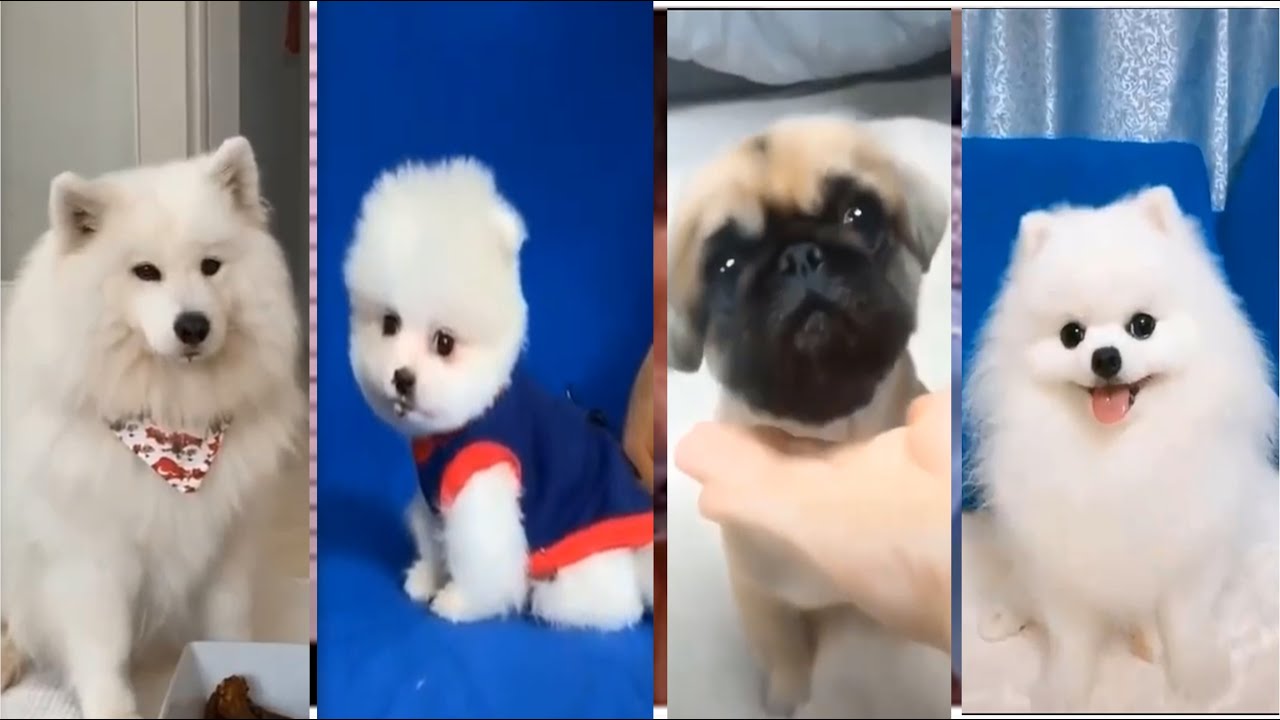 TALKİNG CATS DOGS 32 ( Very Funny Baby Cat Dog Videos ) - YouTube