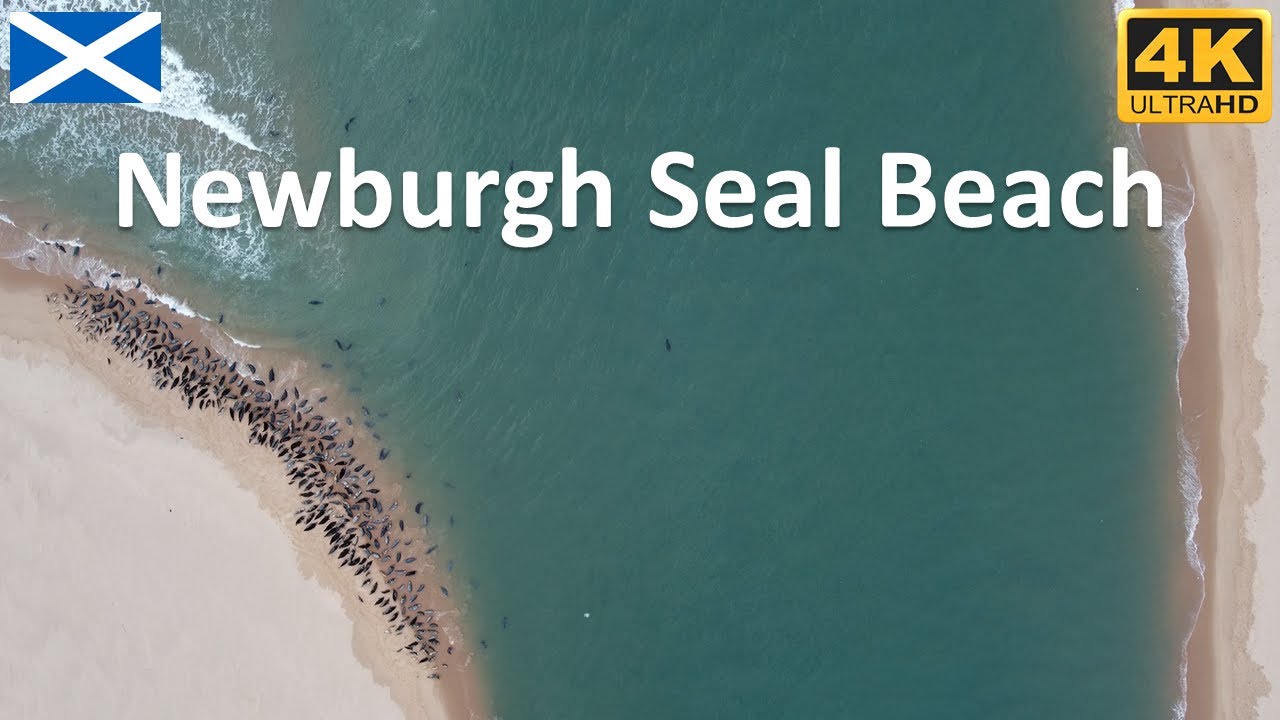 Spot Wild Seals at Newburgh Seal Beach | Scotland | UK - 4k 360° - YouTube