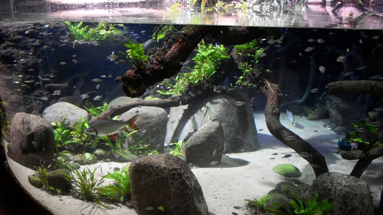 various fish and Two-toed Sloth Chester Zoo - YouTube