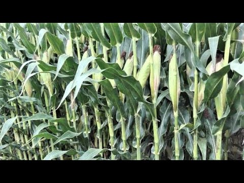 High Yield Maize Farming | Podcast - YouTube