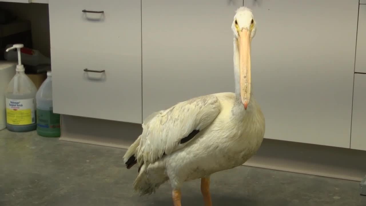 How FWP is helping an injured pelican survive the winter - YouTube